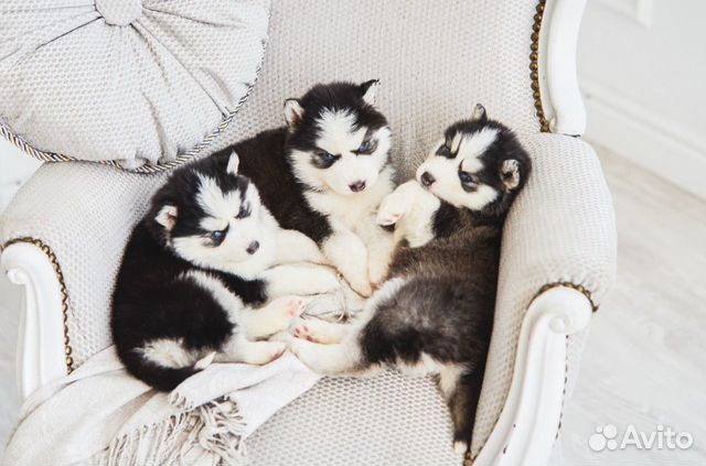 Плюшевые Хасята Пушистики