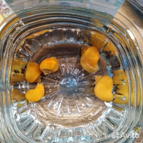 Ампулярии улитки 5 шт