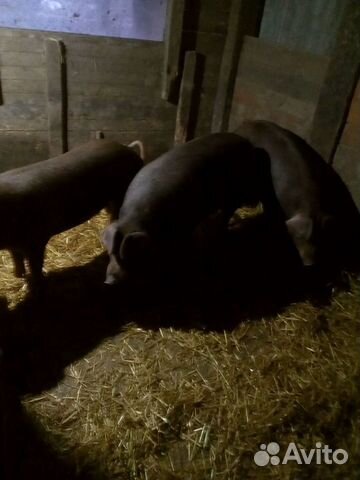 Свиньи дюрок