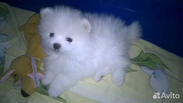 Умка померанский шпиц девочка