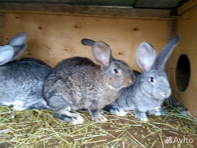 Кролики-молодняк