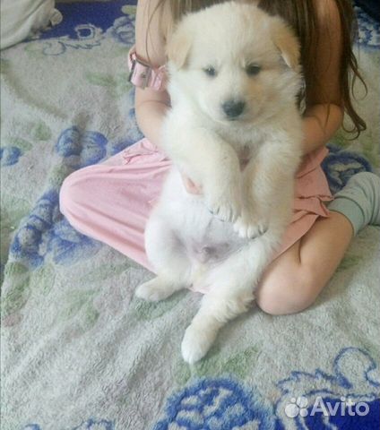 Прекрасные щеночки