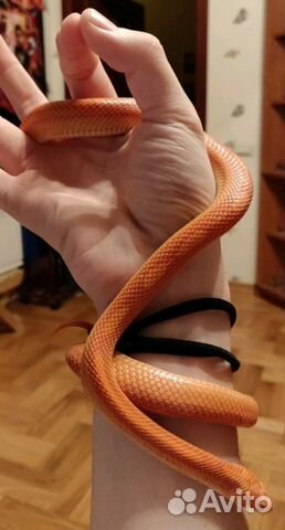 Маисовый полоз