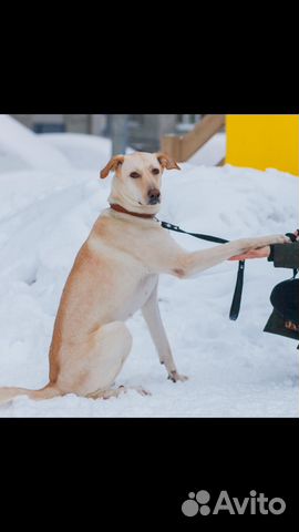 Метиска Лабрадора Майра в добрые руки
