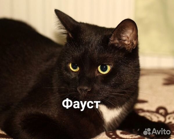 Котик Фауст ищет хозяев