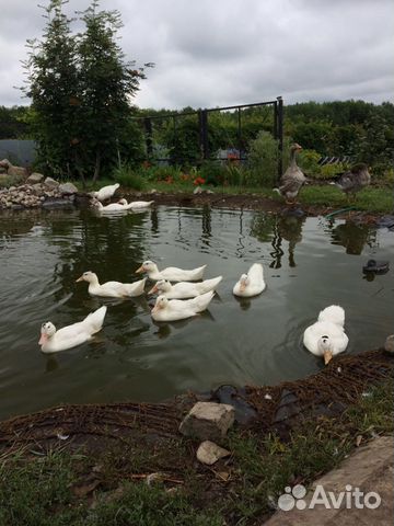 Принимаю заявки на суточные индоутки, гуси, куры м