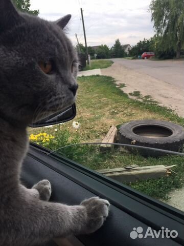 Британец для вязки(хочет жениться)