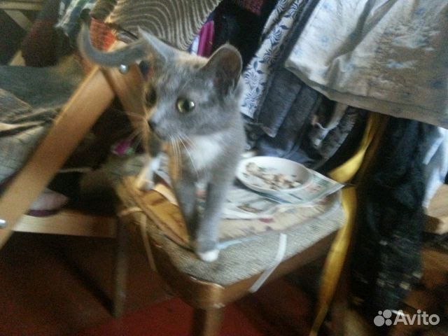 Котята от деревенской кошки