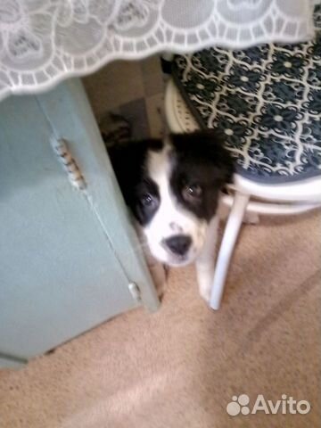 Шедевральный породистый парень