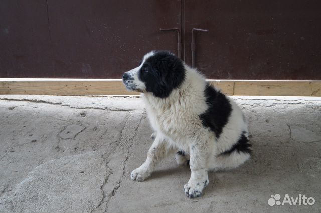 Щенок среднеазиатской овчарки черно-белый
