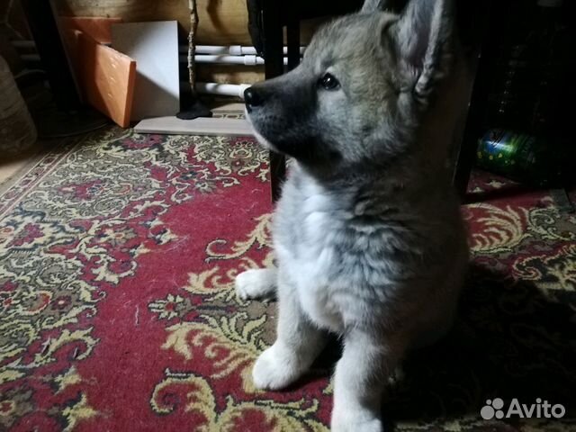 Алясский Маламут