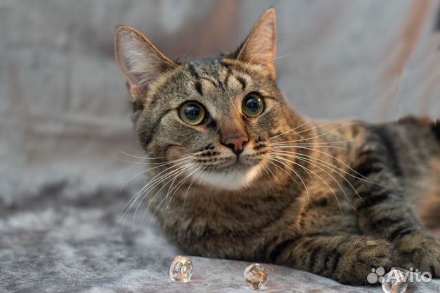 Котик Гарри в добрые руки