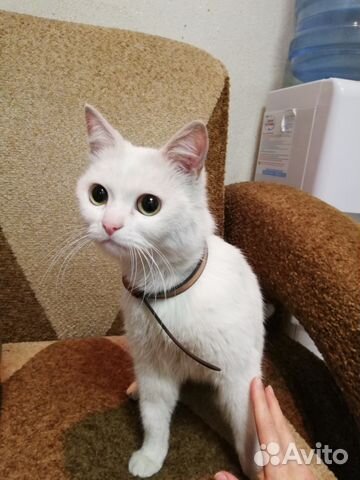 Котик ищет дом