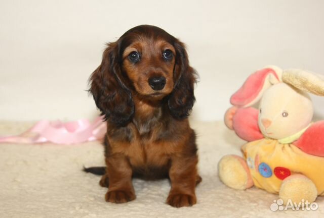 Рыжие соболиные девочки кроличьи\мини