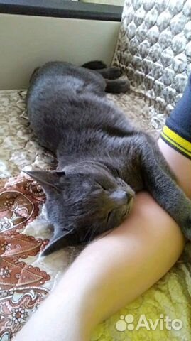 Кошечка 1,5 года отличная мышеловка