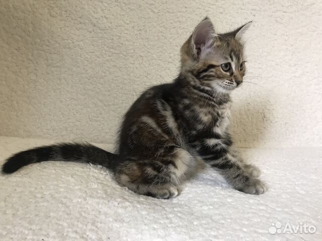 Бенгальская кошечка