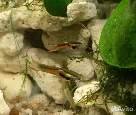 Гуппи Эндлера