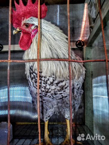 Петухи Доминант