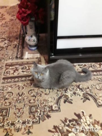 Британская короткошерстная