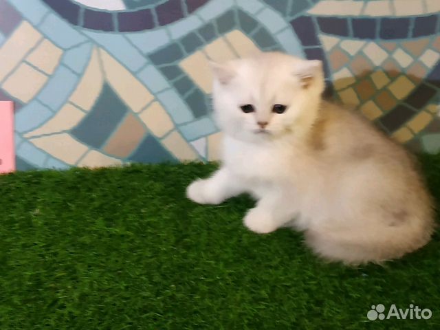 Британская серебро кошка