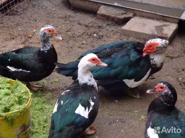 Индоутки,гуси Линда,утята,гусята