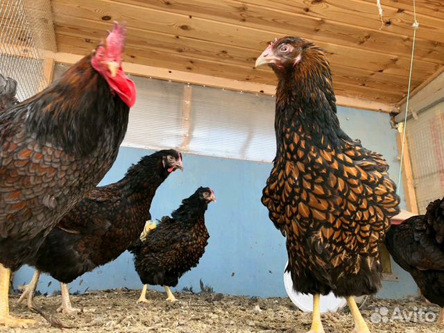 Куры барневельдер