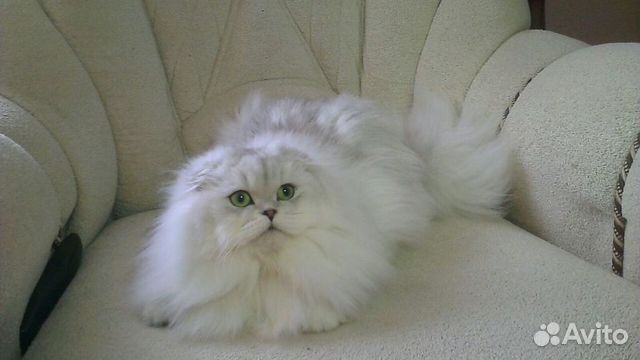 Шотландский вислоухий мальчик ждет на вязку