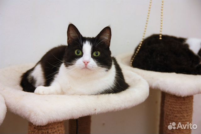 Кошечка Нора ищет дом