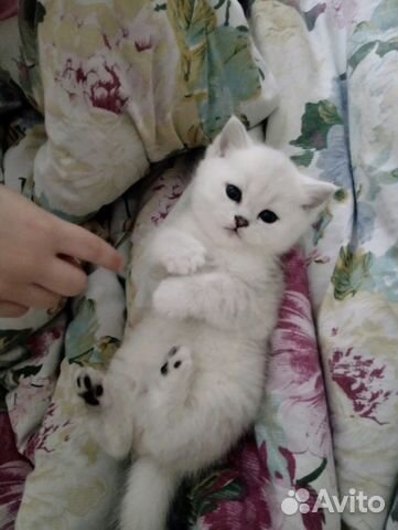 Котенок