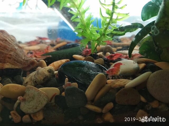 Креветки вишенки