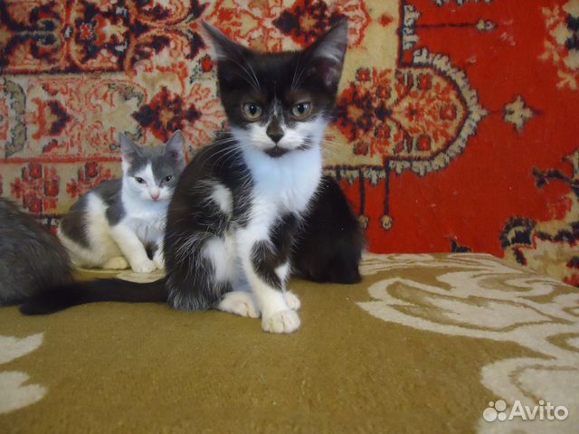Веселые,здоровые котята в добрые руки