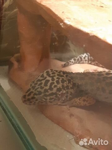 Продаю рептилии эублефары