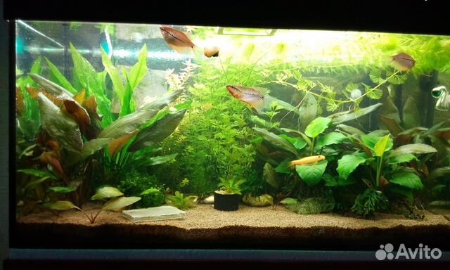 Эко-грунт для аквариума (гранулированный)