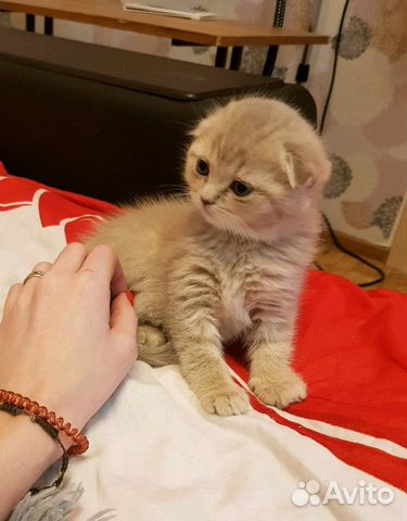 Шотландская