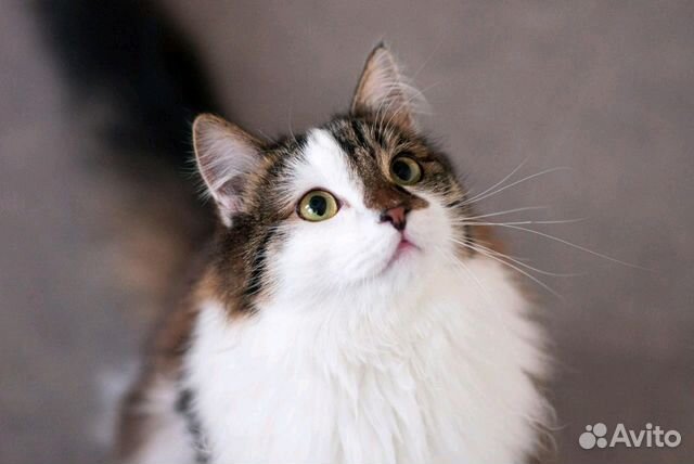 Котик Лялька