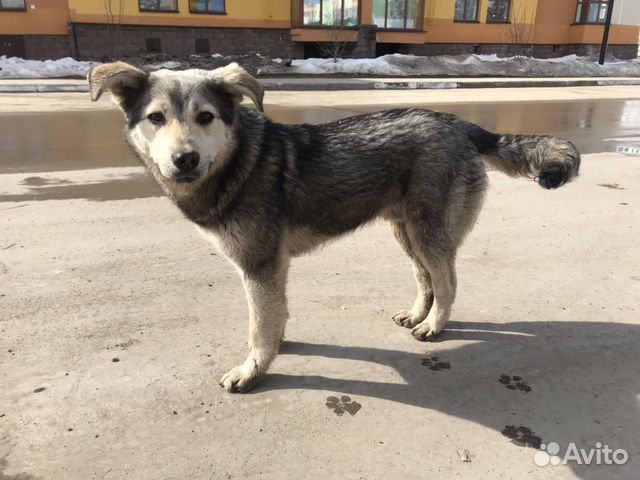 В добрые руки собака мальчик, 1 год