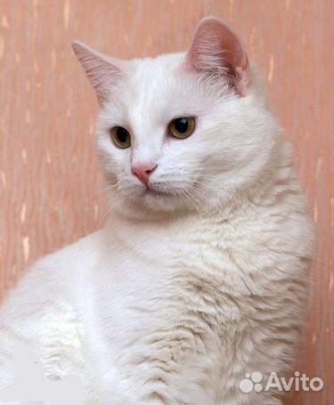 Блондинка желает познакомиться