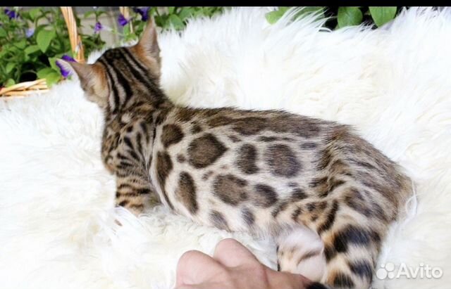 Бенгальские котята