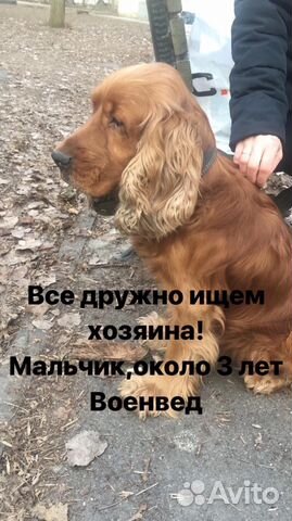 Найден Спаниель