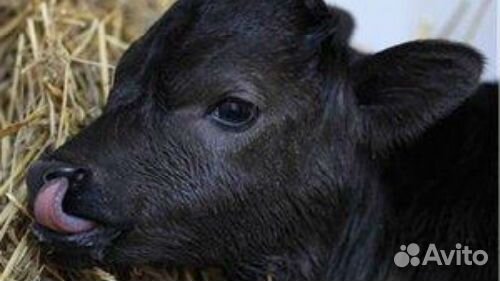 Тёлочка, 1 мес