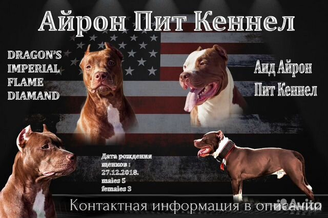 Продаются замечательные питодетки