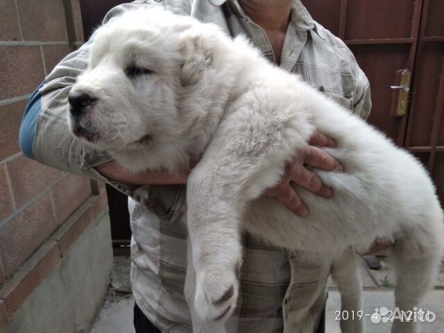 Продам белую медведицу