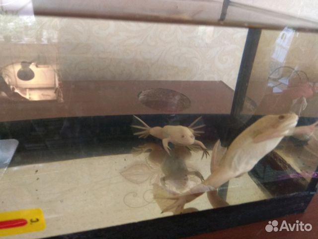 Отдам шпорцевых лягушек