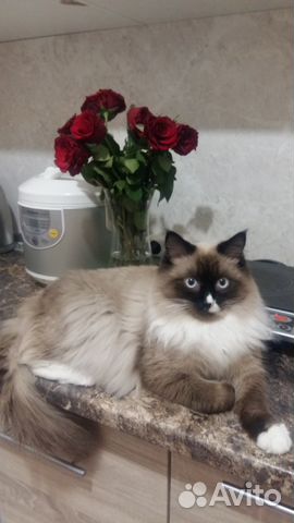 Ищем новый дом для питомца