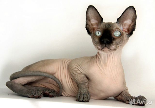 Канадский сфинкс - вундеркинд кошачьего мира