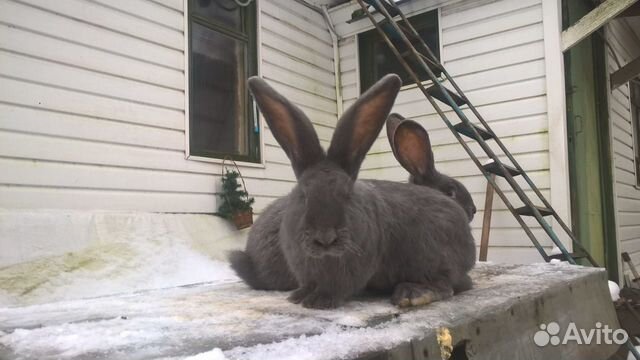 Племенные кролики Бельгийский великан (Фландр)