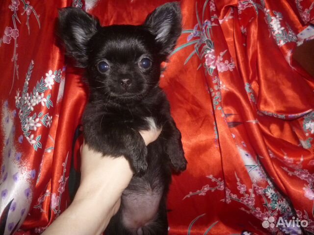 Роскошная чёрная пантерка