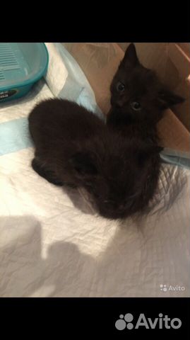 Британские котята-котики