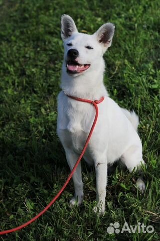 Белоснежный красавчик по имени Ральф ищет дом