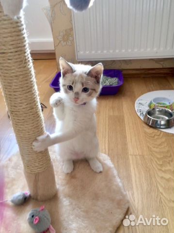 Сиамский котенок в дар